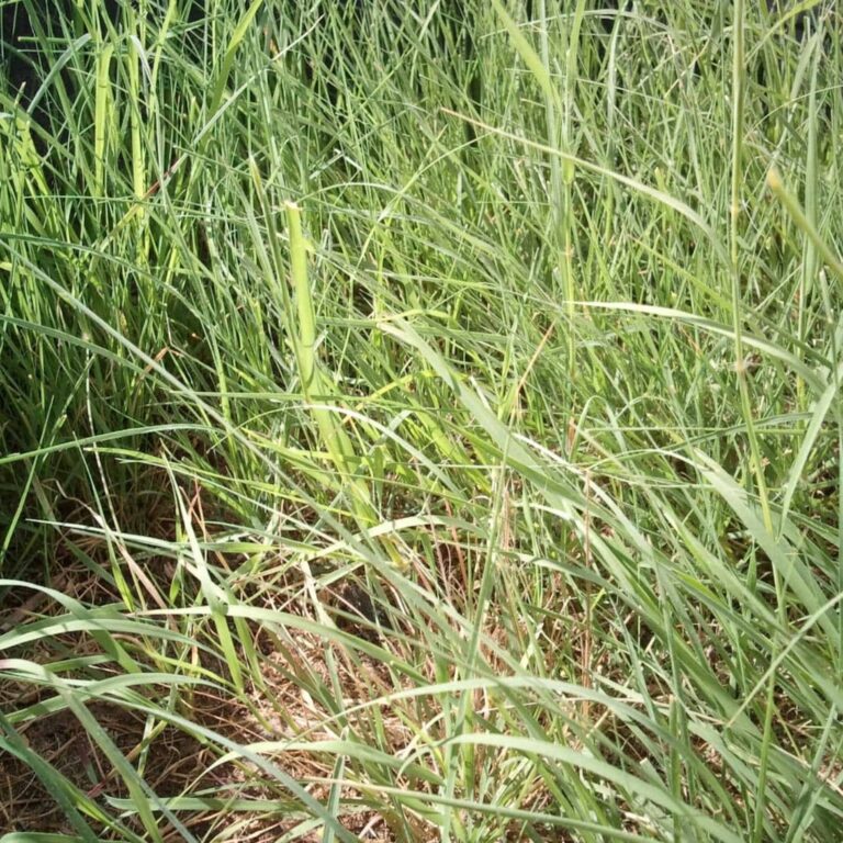 Turf Time: Everything You Need to Know About Growing Turf Grass